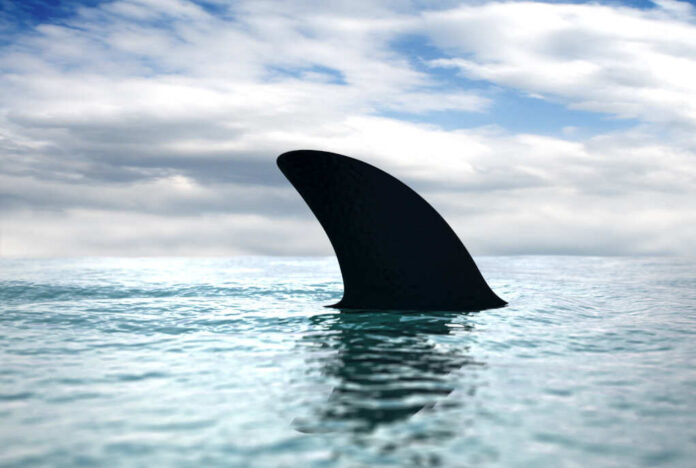 Boy Dies From Sydney Shark Attack | Times of America